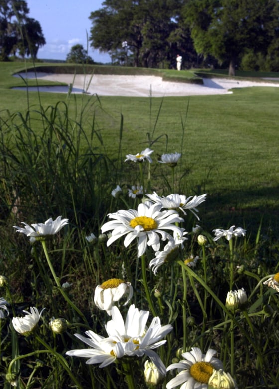 Natural golf courses redefine green