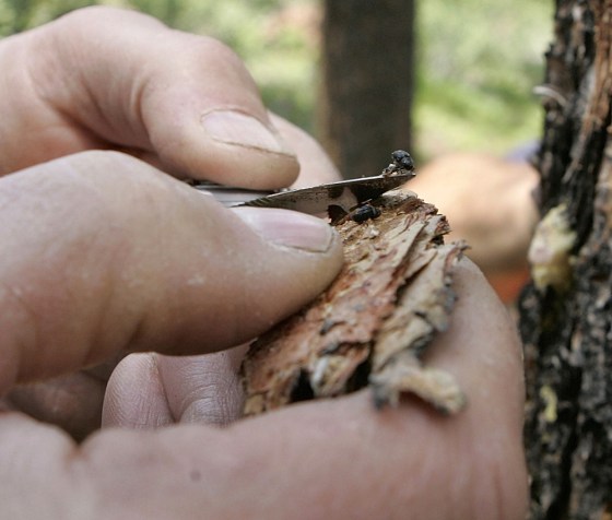 beetle that eats pine trees