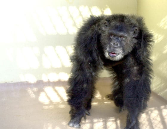 Chimp genetic code opens human frontiers