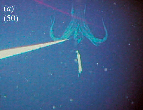 prometheus giant squid