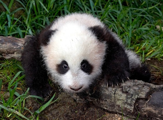 San Diego panda cub gets ‘very cute’ name