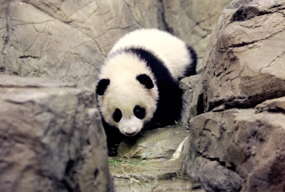 Panda cub takes Washington by storm