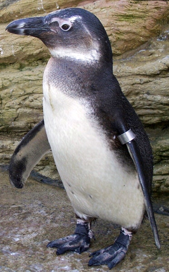 ponko penguin