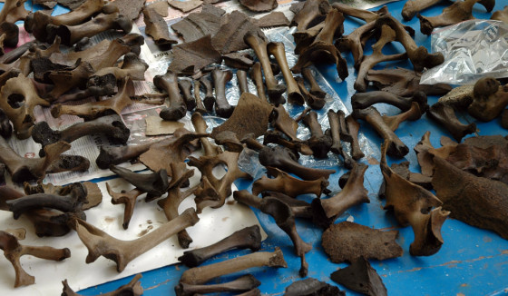 Scientists discover huge cache of Dodo bones