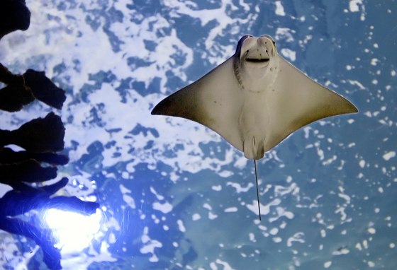 audubon aquarium sharks