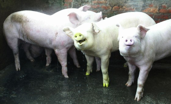 Taiwan breeds fluorescent green pig