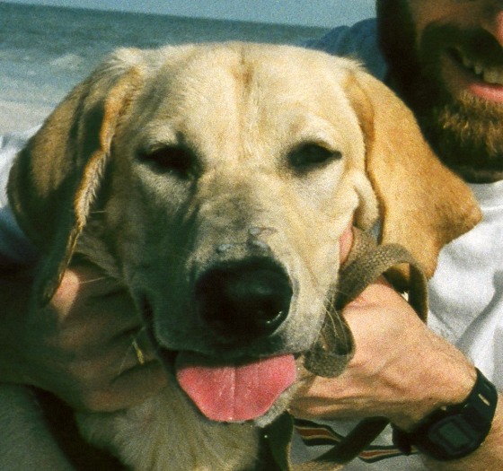 ‘World's worst dog’ inspires best-selling book