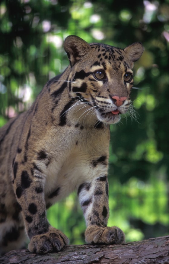 clouded leopard
