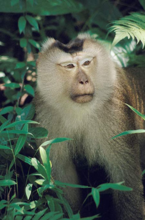 Monkey cops keep the peace among groups