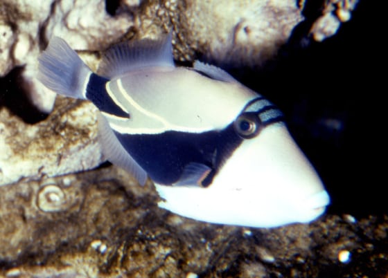 hawaiian triggerfish coloring pages
