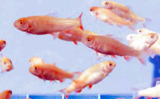 goldfish hatchlings