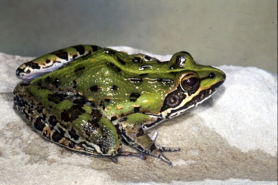 Did pregnancy tests spawn plague of frogs?