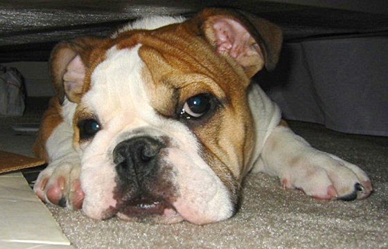 American Airlines sued over dog’s death