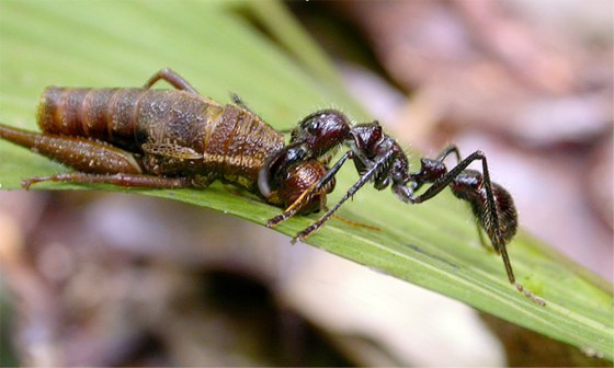 Scientists say plants helped ants evolve