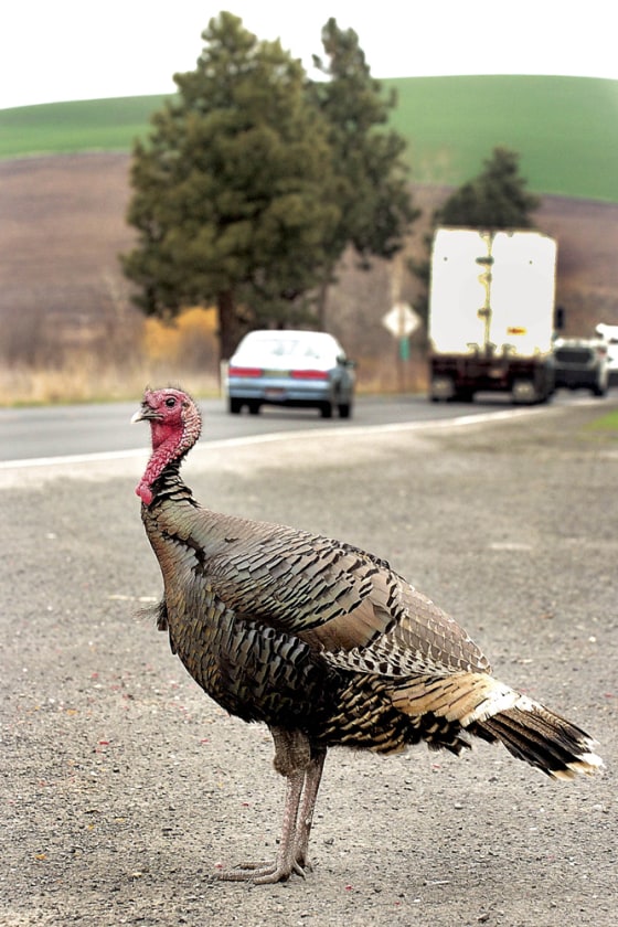 ‘Hunter’ bags Rufus the turkey in parking lot
