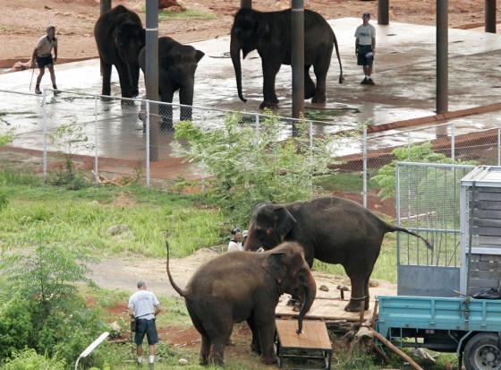 Tug of war over Thai elephants