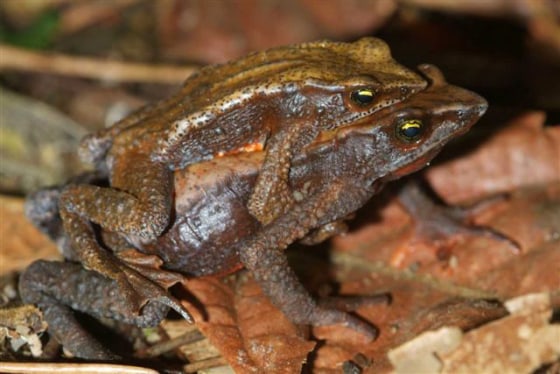 Nearly extinct frogs found in Colombia