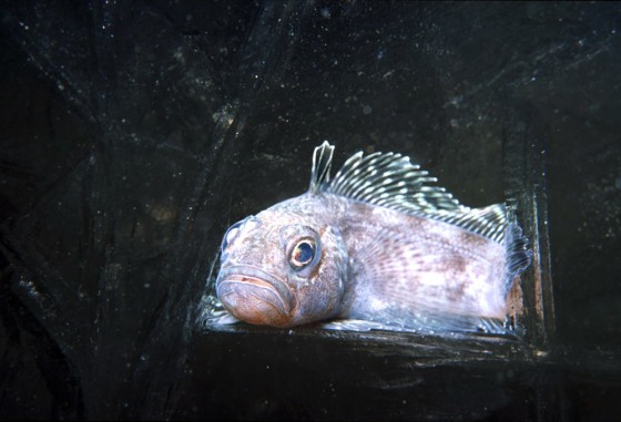 Fish produces natural antifreeze to stay alive