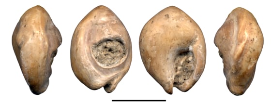 Tiny shells may be world’s oldest beads