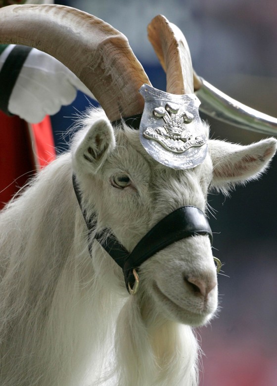 British demote goat after it marches out of line