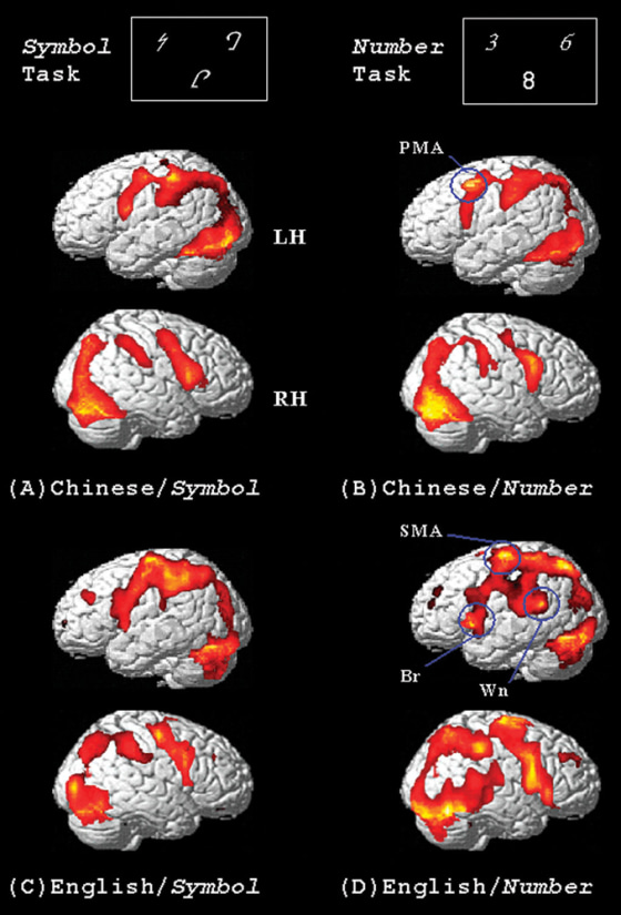 Chinese, English speakers do math differently