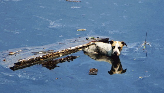 Katrina leading to better pet rescue efforts