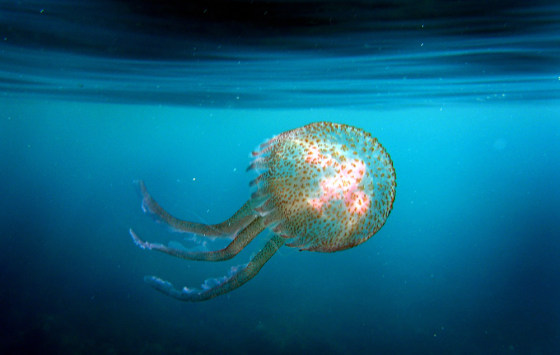 Algae, jellyfish invade Mediterranean