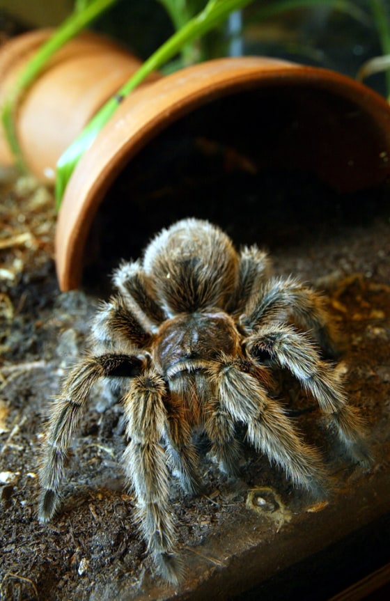 tarantula exotic