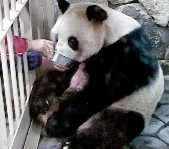 Twin pandas born in Japanese zoo