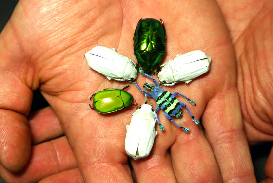 White beetle could inspire bright ideas