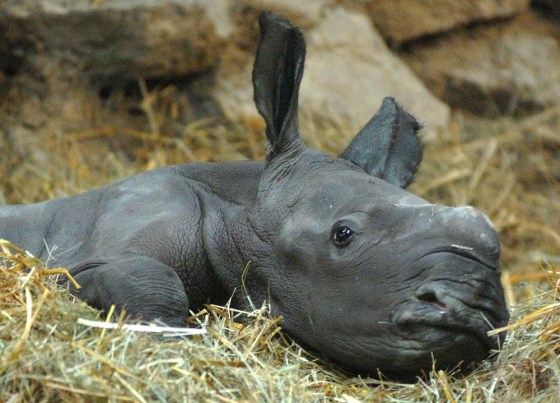 World’s first artificially conceived rhino born