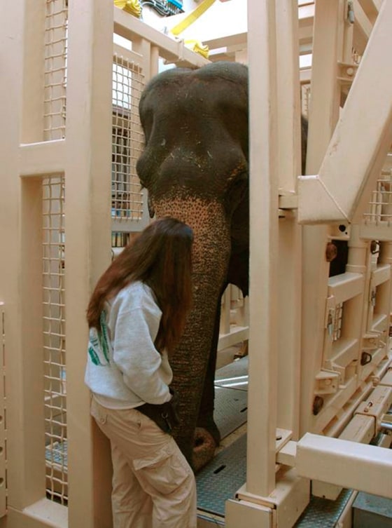 Vets find blood clot in elderly elephant