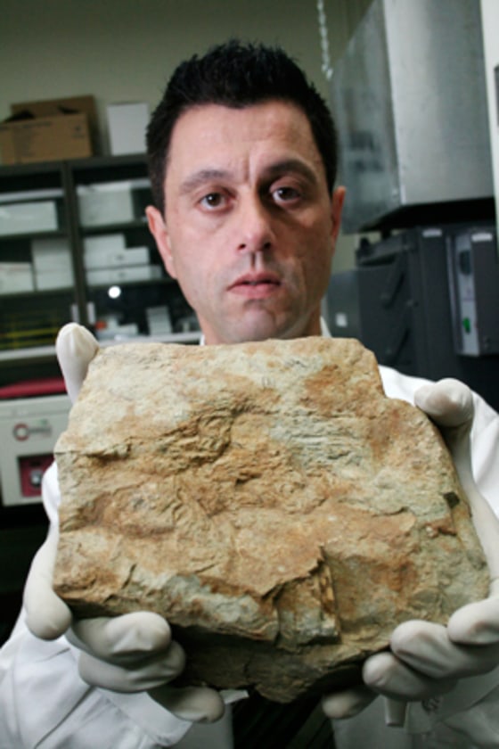 Chimps may have used stone hammers