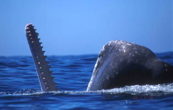 sperm whale