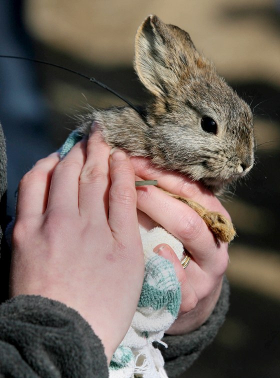 U.S. weighs protection for pygmy rabbits