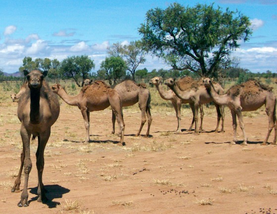 Camels rampage across parts of Australia