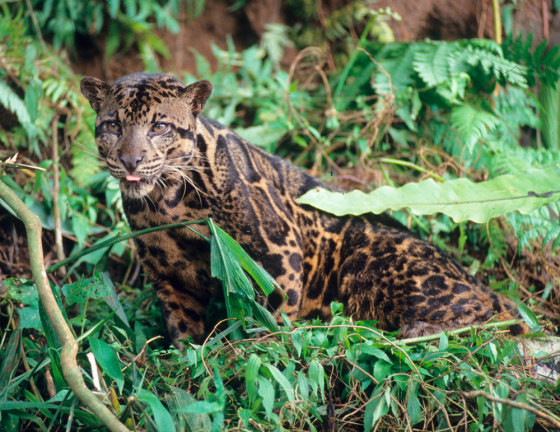 clouded leopard predators