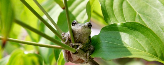 Tree frogs use geometry to hang on