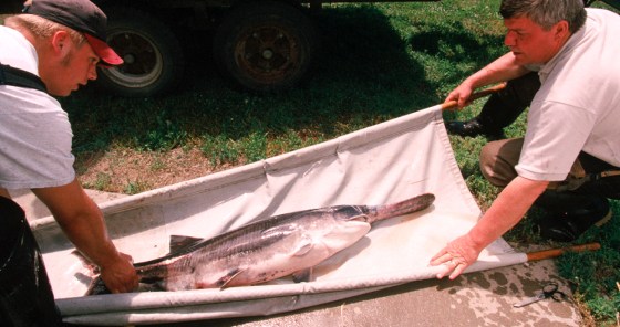 Indiana breaks up international caviar ring