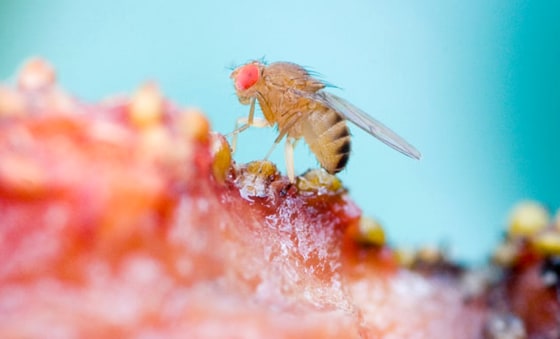 Yeah it's a parasite — but in a good way