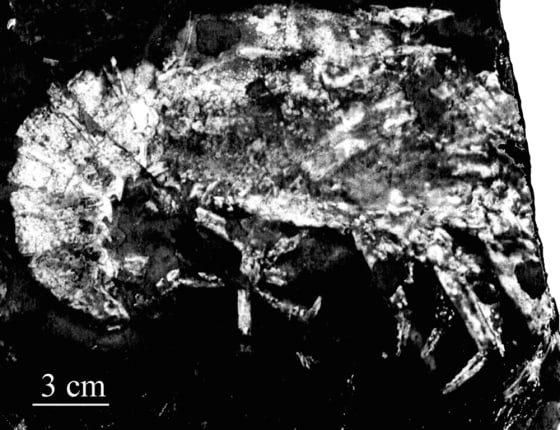 Mexico finds world's oldest lobster fossil