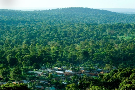 Uganda forest faces bulldozers, species at risk