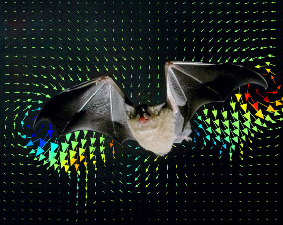 what do bat wings represent