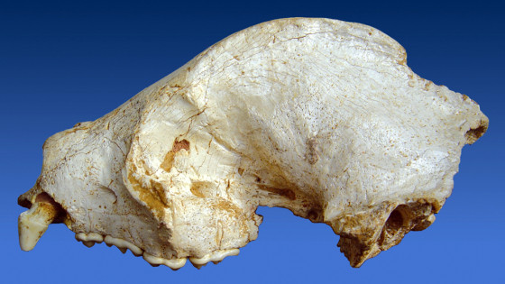 panda teeth skull
