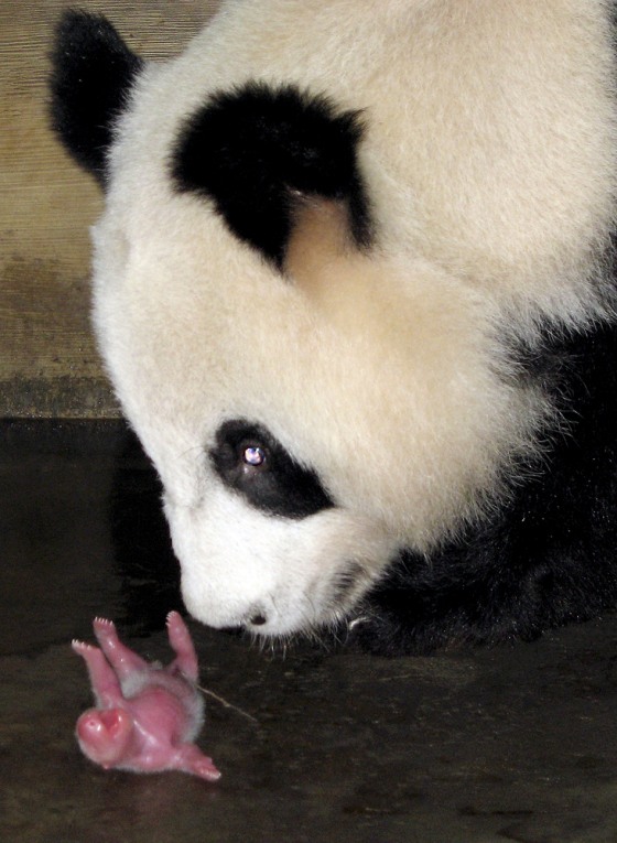 newborn panda