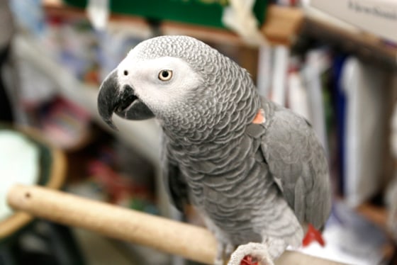 Gifted research parrot Alex found dead
