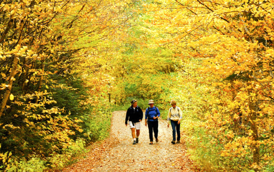 Fall foliage a la carte