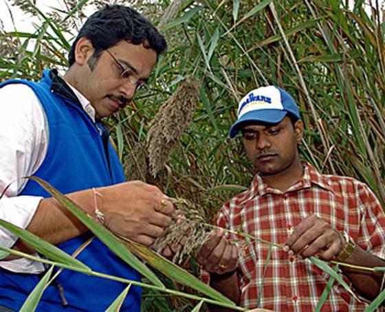 Alien plant conquers U.S. enemies with acid