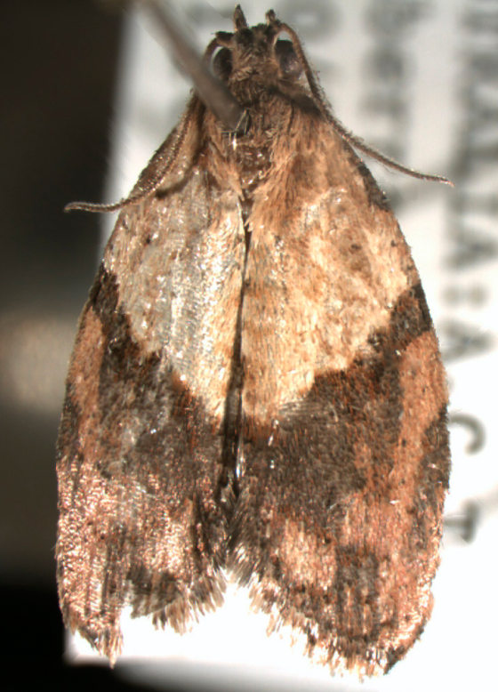 What's in that moth spray? Judge weighing in