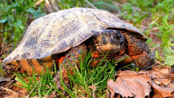 Mich. lawmaker: Let turtles be roadkill